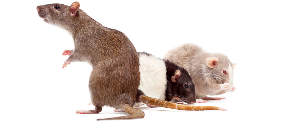 Austin Rodent Control | Stride Pest Control