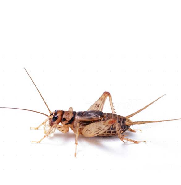Austin Crickets Pest Control & Exterminator | Stride Pest Control