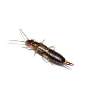 Austin Earwig Pest Control & Exterminator | Stride Pest Control
