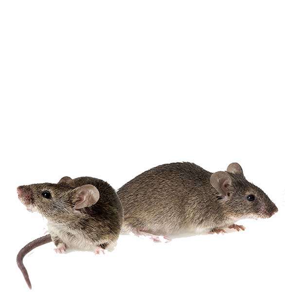 Austin Mice Pest Control & Exterminator | Stride Pest Control