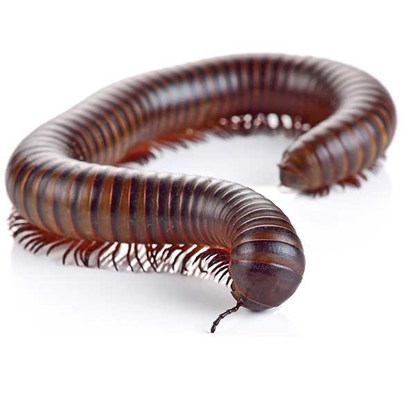 Austin Millipedes Pest Control & Exterminator | Stride Pest Control