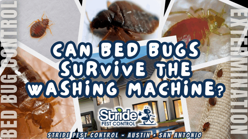 Can Bed Bugs Survive the Washing Machine? - Stride Pest Control