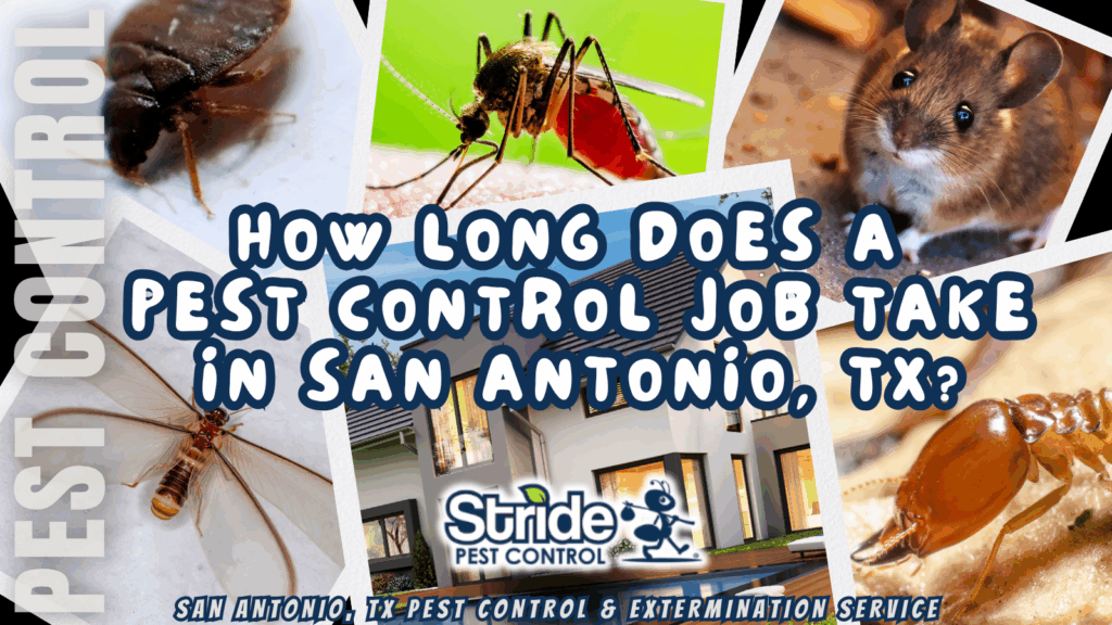 How Long Does a Pest Control Job Take in San Antonio? - Stride Pest Control