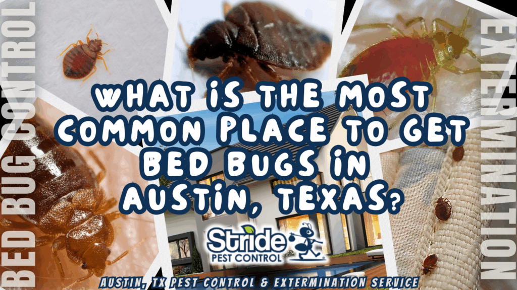 What Is the Most Common Place to Get Bed Bugs in Austin, Texas ...