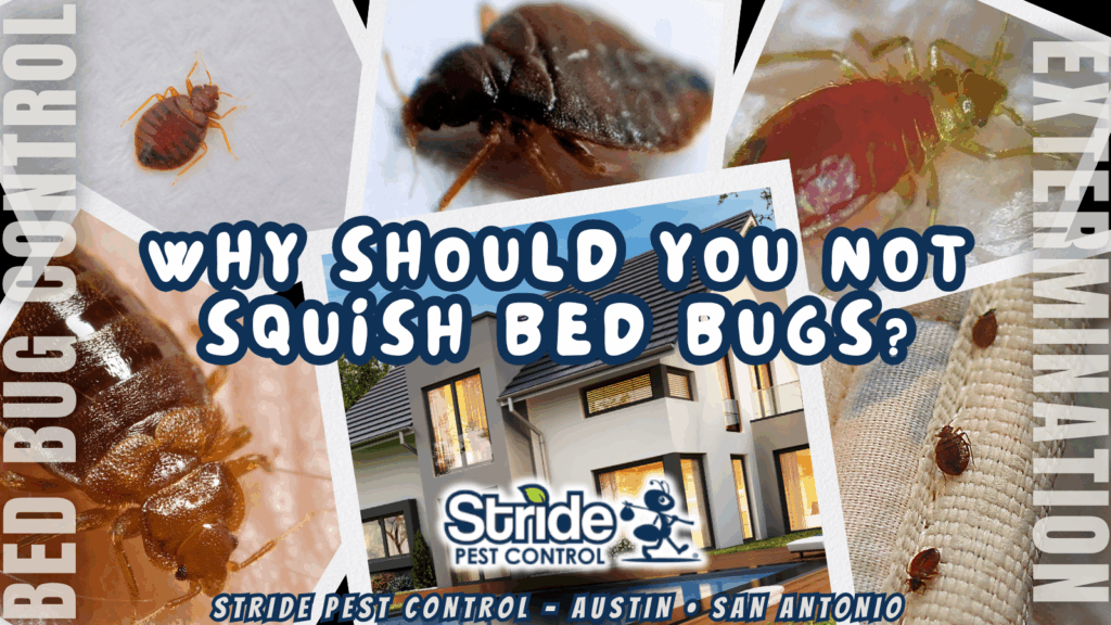 Why Should You Not Squish Bed Bugs? - Stride Pest Control